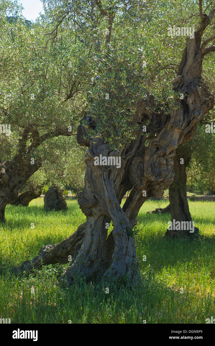 Old Olive trees (Olea europaea), Majorca, Balearic Islands, Spain Stock ...