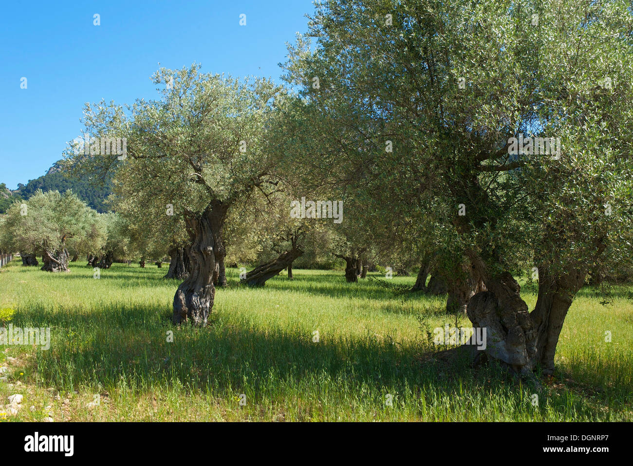 Old Olive trees (Olea europaea), Majorca, Balearic Islands, Spain Stock ...
