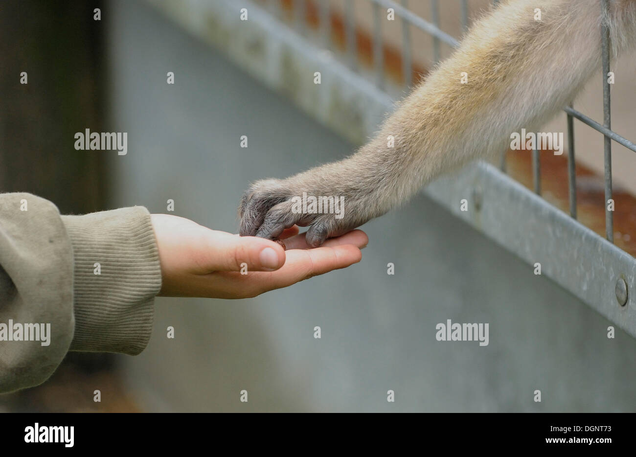 Human hand ape hand hi-res stock photography and images - Alamy