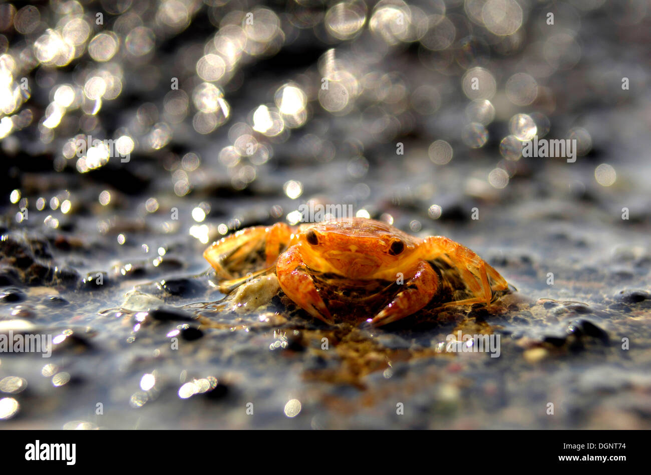 Crab, Greece, Europe Stock Photo - Alamy