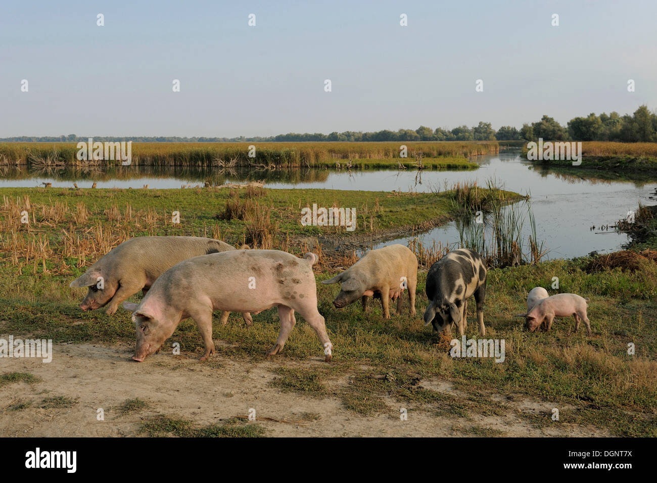 Domestic pigs, Danube Delta, Romania, Europe Stock Photo - Alamy