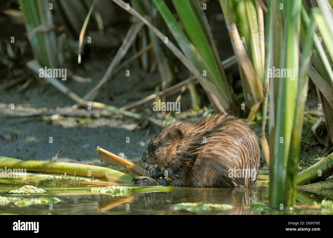 Muskrat (Ondatra zibethicus), Danube Delta, Romania, Europe Stock Photo - Alamy