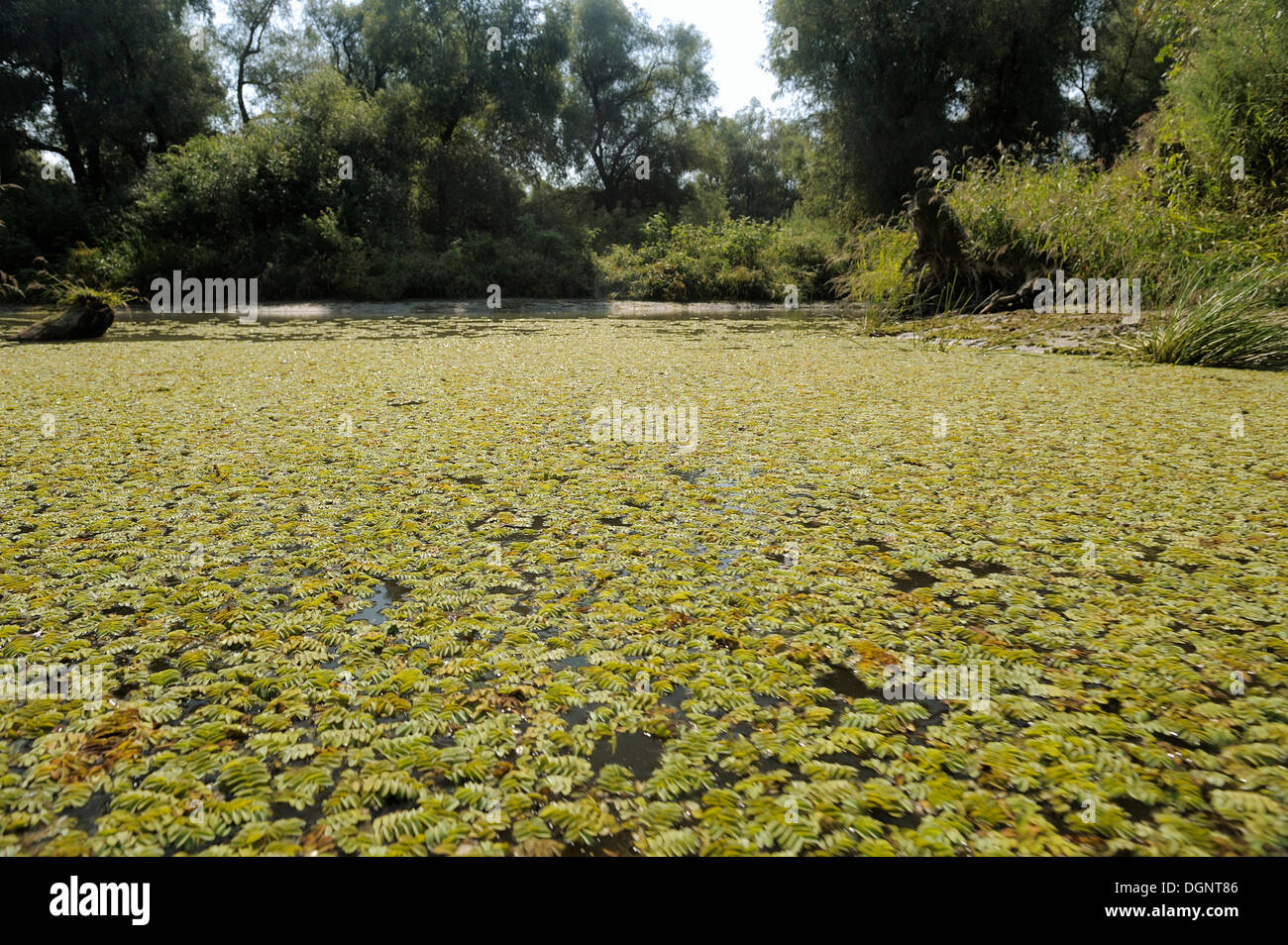 Floating fern, Floating watermoss, Floating moss (Salvinia natans ...