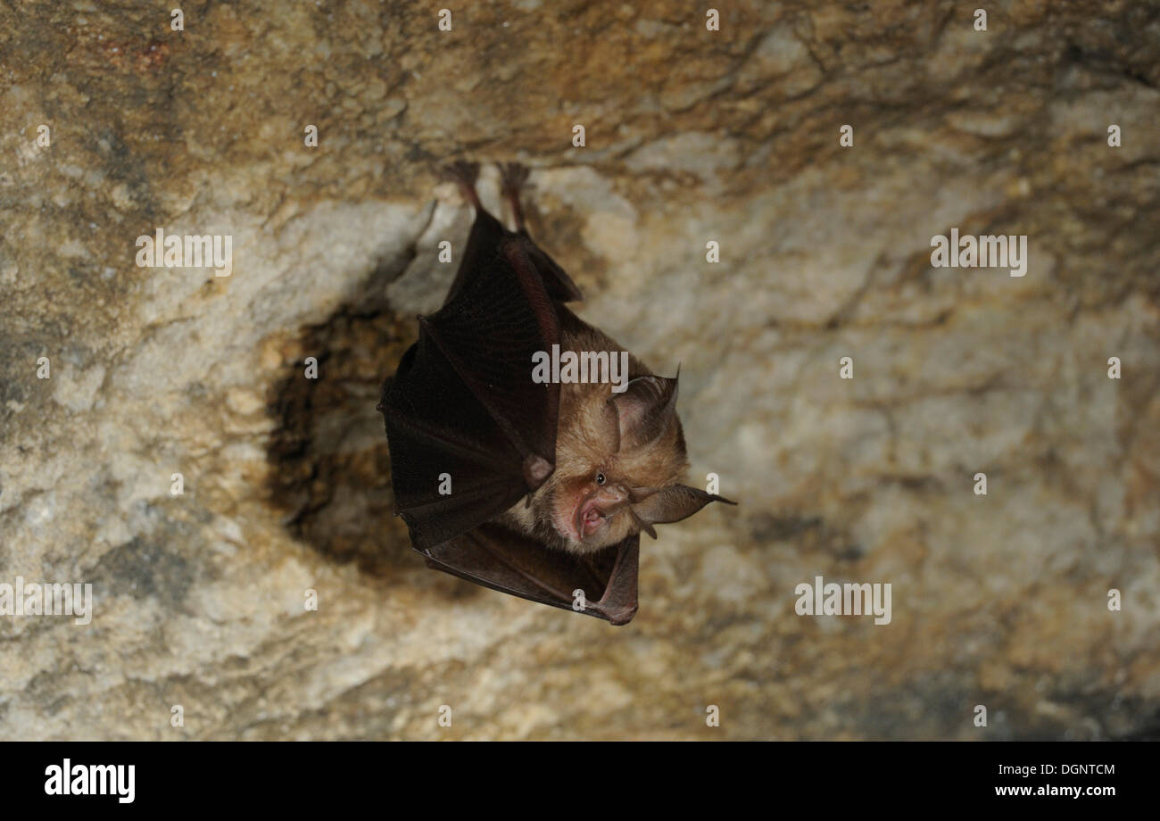 Lesser Horseshoe Bat (Rhinolophus hipposideros), Hermann's Cave, Lower ...