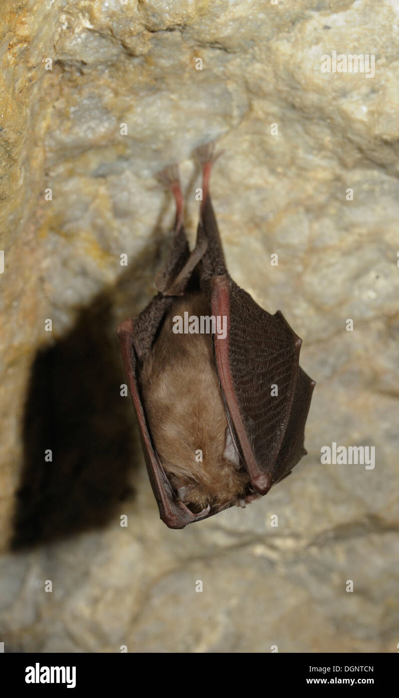 Lesser Horseshoe Bat (Rhinolophus hipposideros), Hermann's Cave, Lower ...
