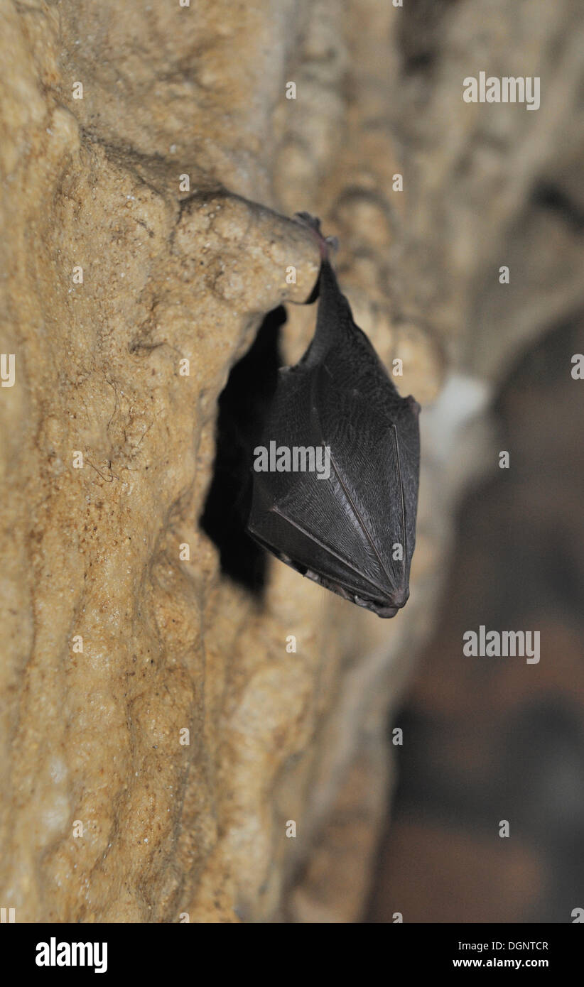 Lesser horseshoe bat (Rhinolophus hipposideros), Hermann's Cave, Lower ...