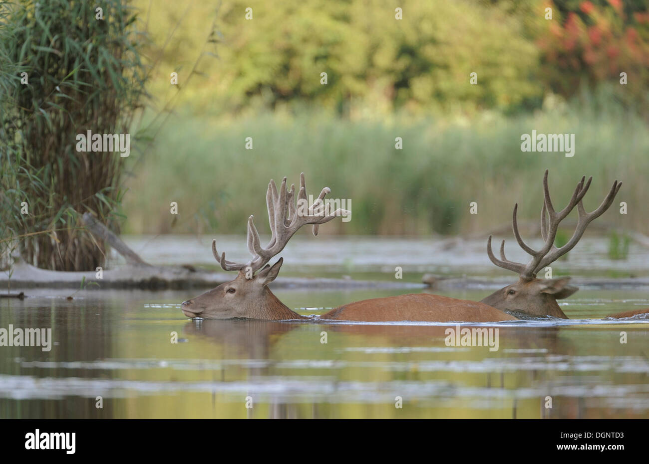 Red Deer (Cervus elaphus), in water, Danube wetlands, Donau Auen ...