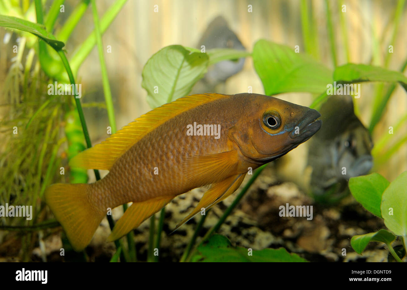 Neolamprologus Leleupi