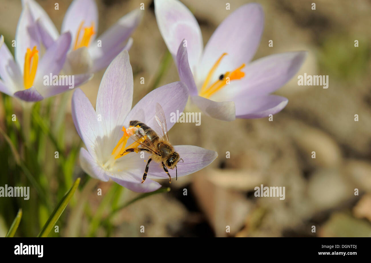 National day of of the honey bee hi-res stock photography and images ...