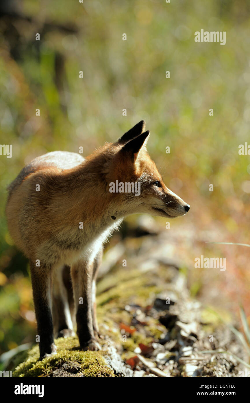 Red Fox (Vulpes vulpes), Danube wetlands, Donau Auen National Park ...