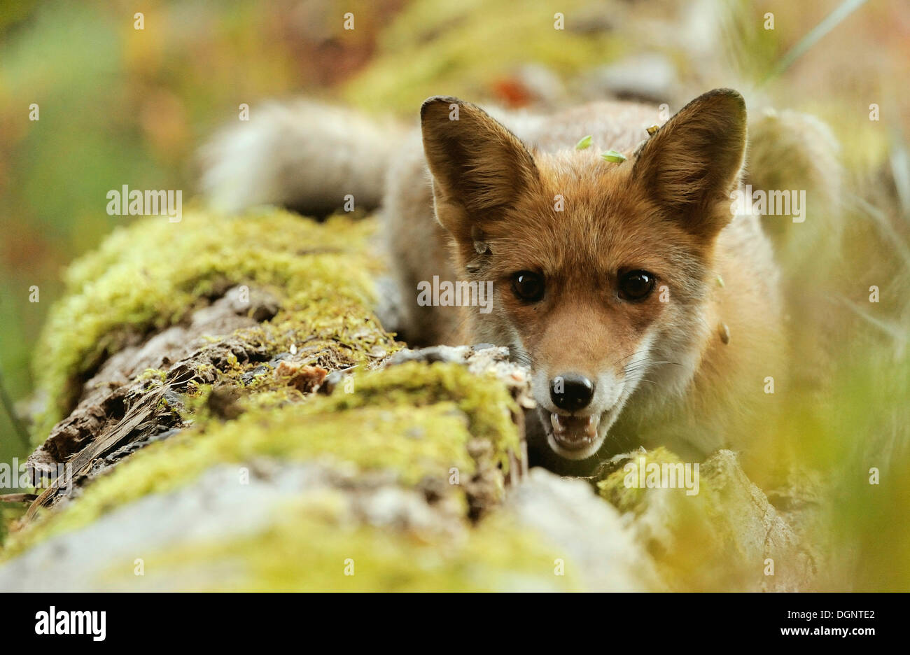 Red Fox (Vulpes vulpes), Danube wetlands, Donau Auen National Park ...