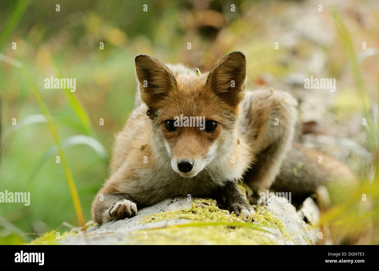 Red Fox (Vulpes vulpes), Danube wetlands, Donau Auen National Park ...
