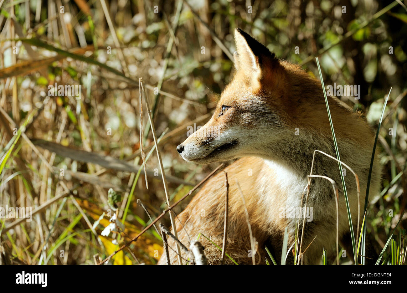 Red Fox (Vulpes vulpes), Danube wetlands, Donau Auen National Park ...