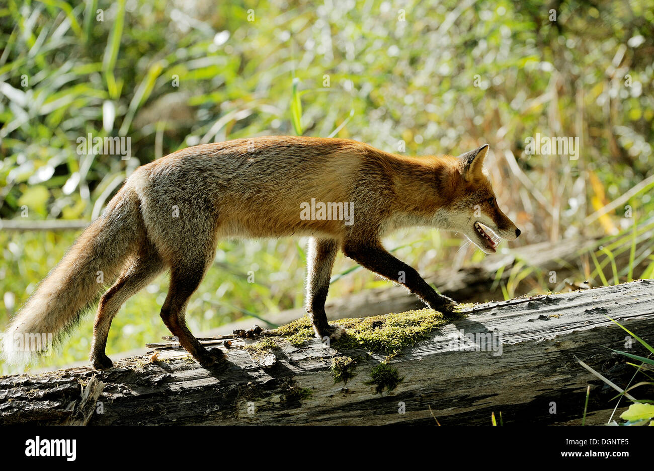 Red Fox (Vulpes vulpes), Danube wetlands, Donau Auen National Park ...