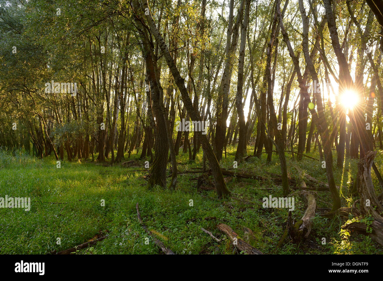 Danube Riverside Forest High Resolution Stock Photography and Images ...