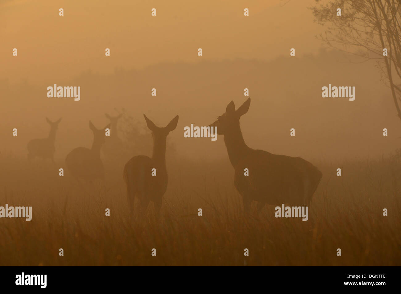 Red deer (Cervus elaphus), hinds in the morning mist, Danube-Auen ...