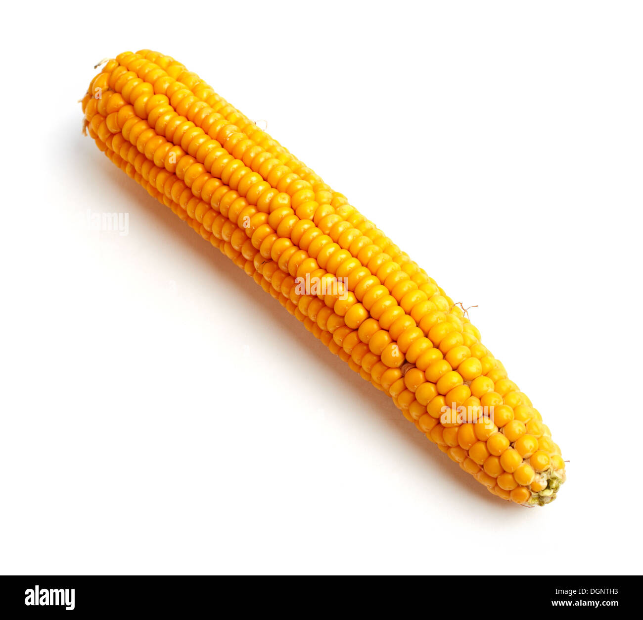 ear of corn on white Stock Photo - Alamy