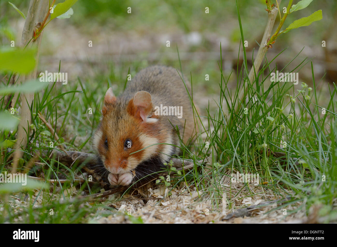 Black-bellied Hamster or Common Hamster (Cricetus cricetus), Vienna ...
