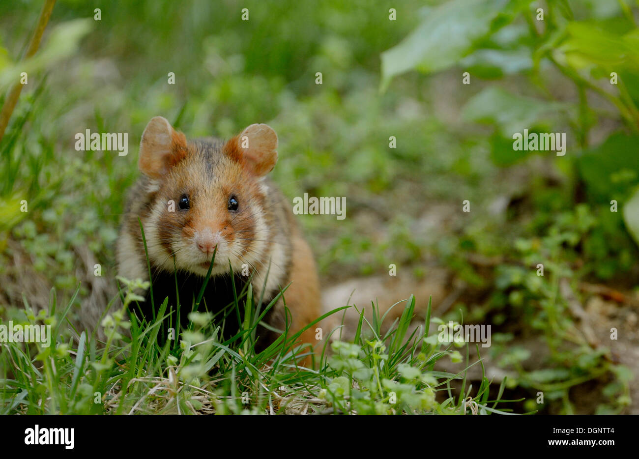 Black-bellied Hamster or Common Hamster (Cricetus cricetus), Vienna ...