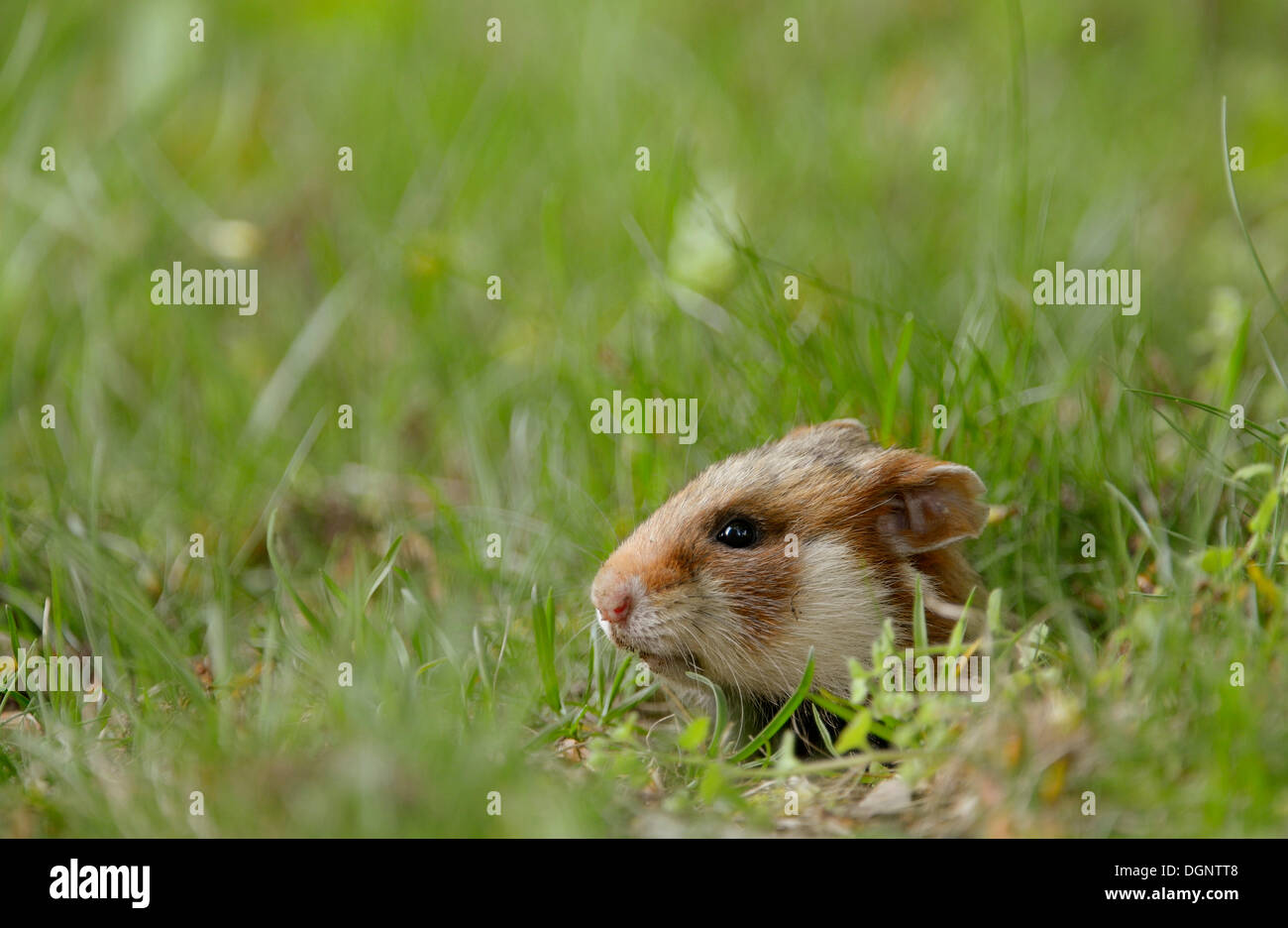 Black-bellied Hamster or Common Hamster (Cricetus cricetus), Vienna ...