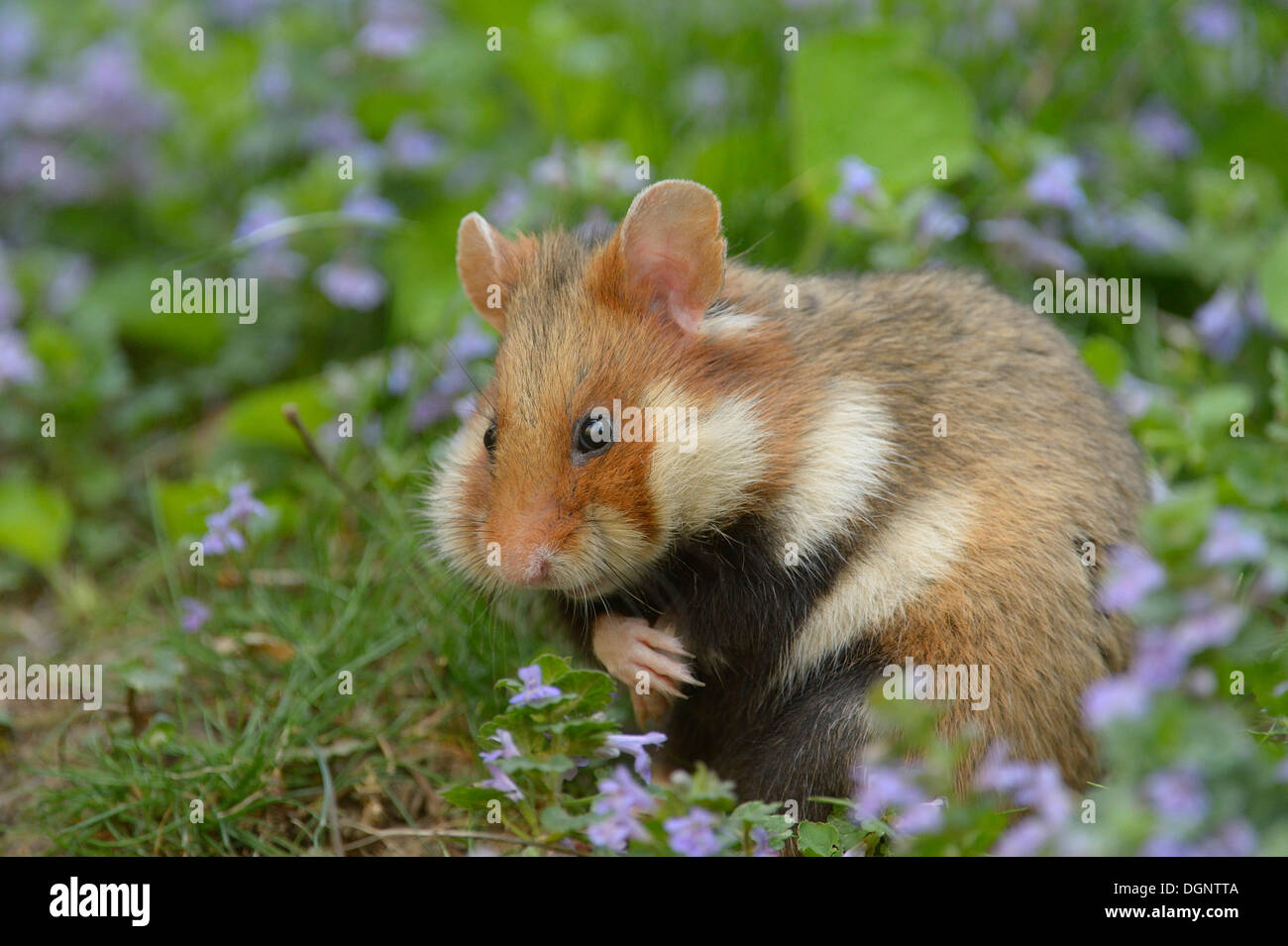 Black-bellied Hamster or Common Hamster (Cricetus cricetus), Vienna ...