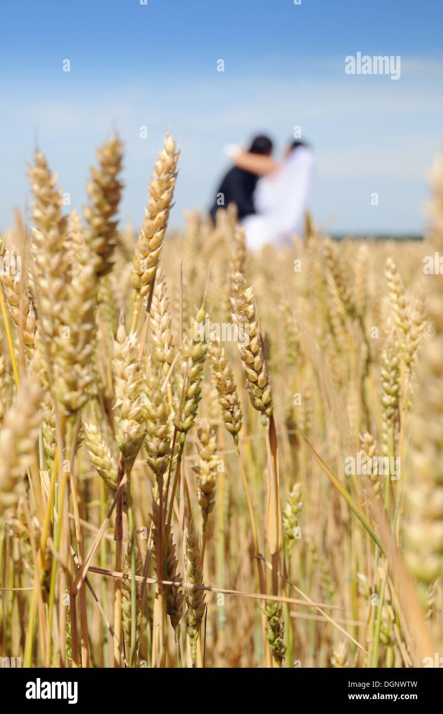 wedding couple against blue sky among rye field symbolizing fertility ...