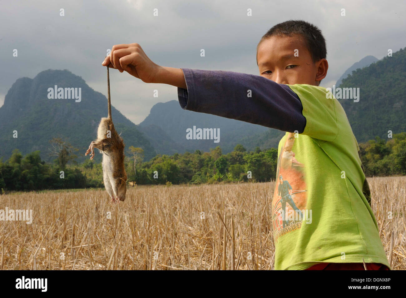 Laotian boy holding a rat by its tail, karst mountains at back, near ...