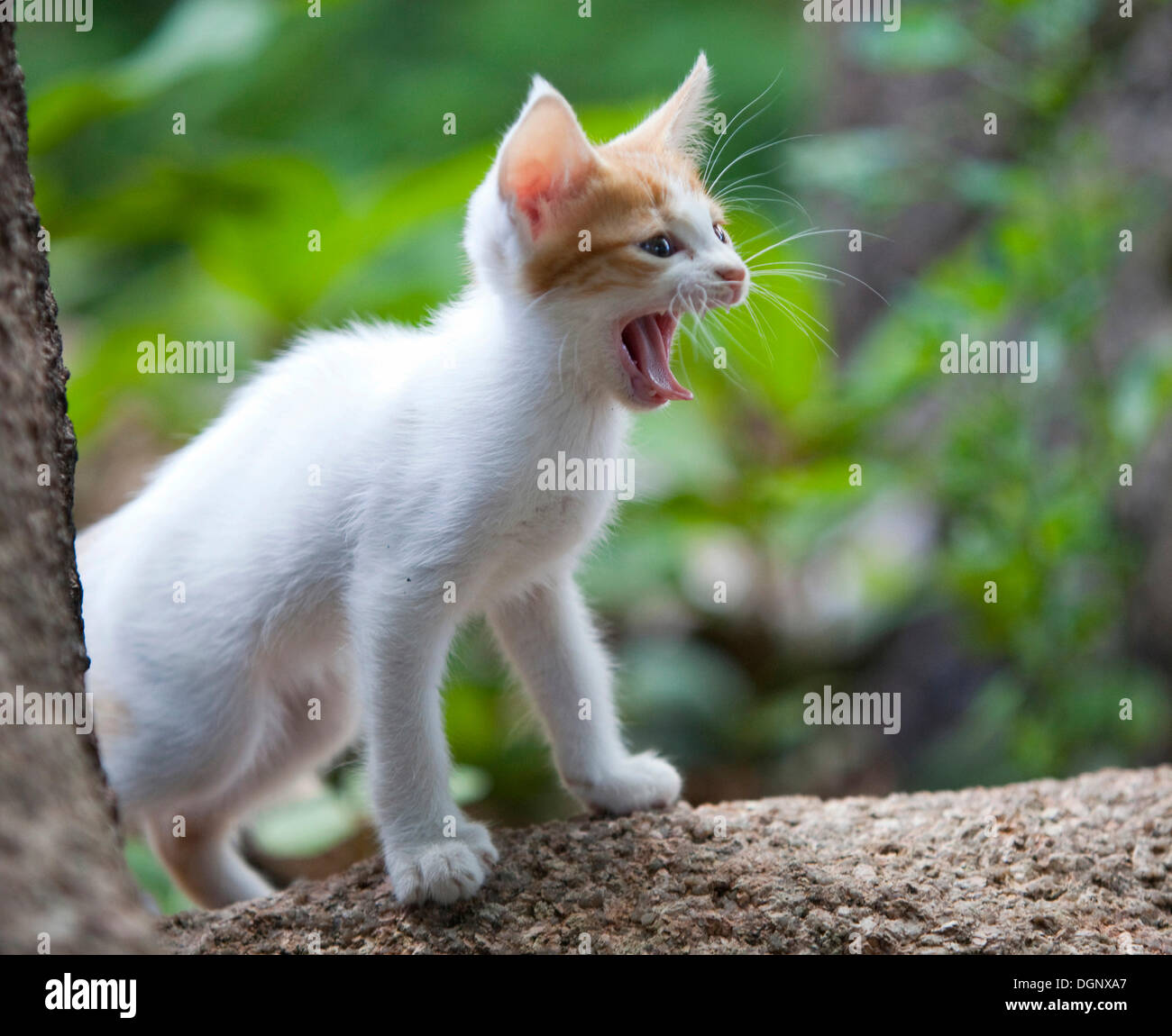 Cat yawn side view hi-res stock photography and images - Alamy