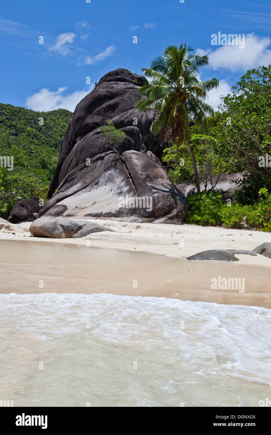 Granite rocks and a Coconut Palm (Cocos nucifera) on the beach of Anse ...