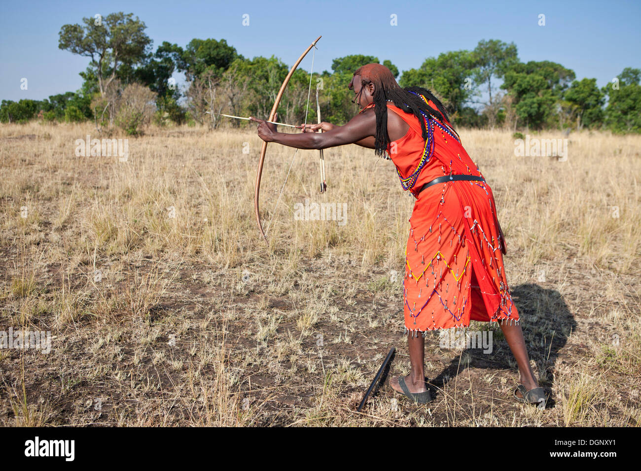 Maasai warrior wearing traditional dress while doing archery with a bow ...