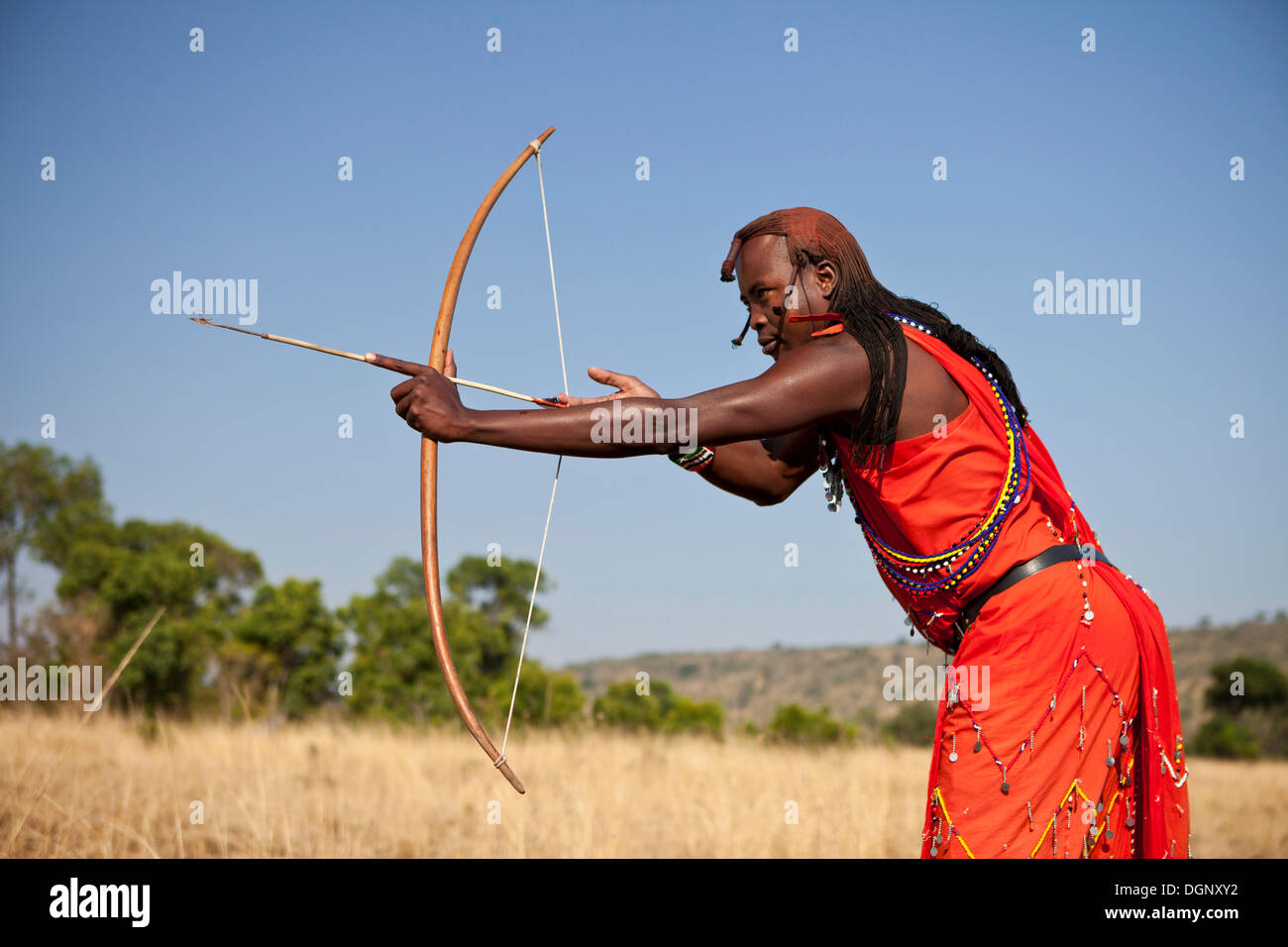 Maasai warrior wearing traditional dress while doing archery with a bow ...