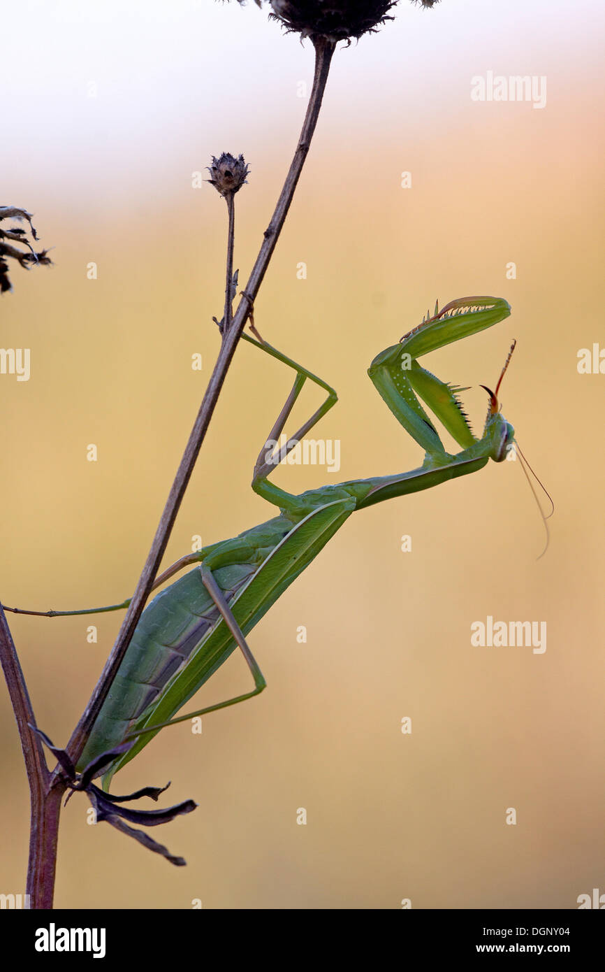Praying mantis (Mantis religiosa), female, Lower Austria, Austria Stock ...