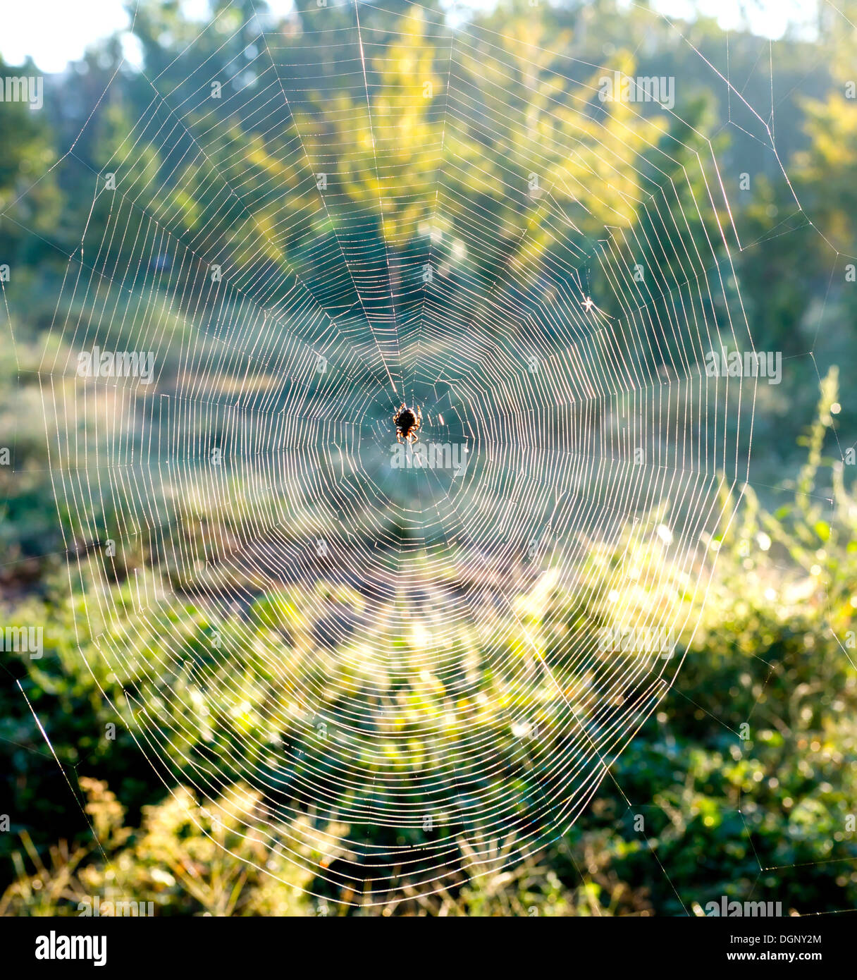 Early in the morning, the hidden beauty of this cobweb Stock Photo - Alamy