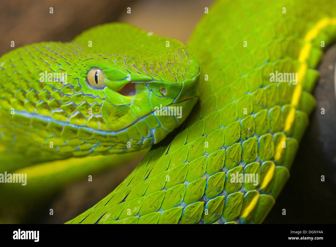 Vogel's pit viper (Trimeresurus vogeli), female in a terrarium Stock ...