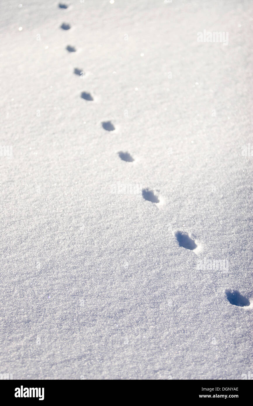 Tracks in the snow Stock Photo - Alamy