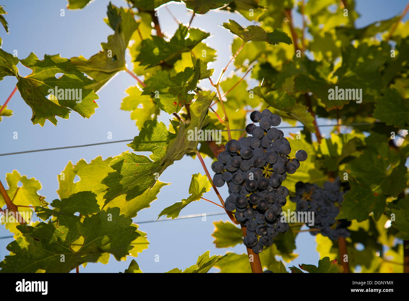 Ripe grapes from below hi-res stock photography and images - Alamy