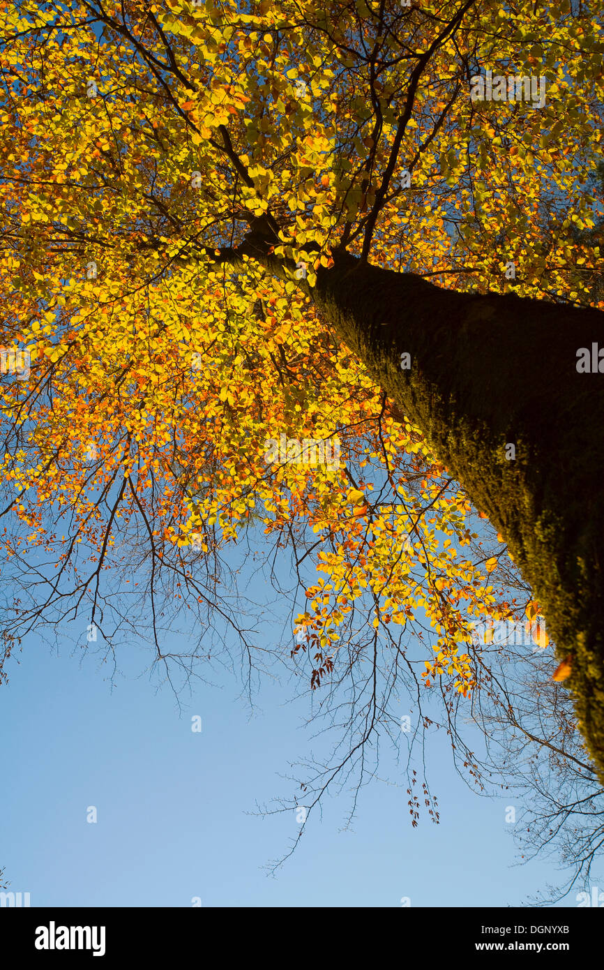 Deciduous tree in autumn Stock Photo - Alamy