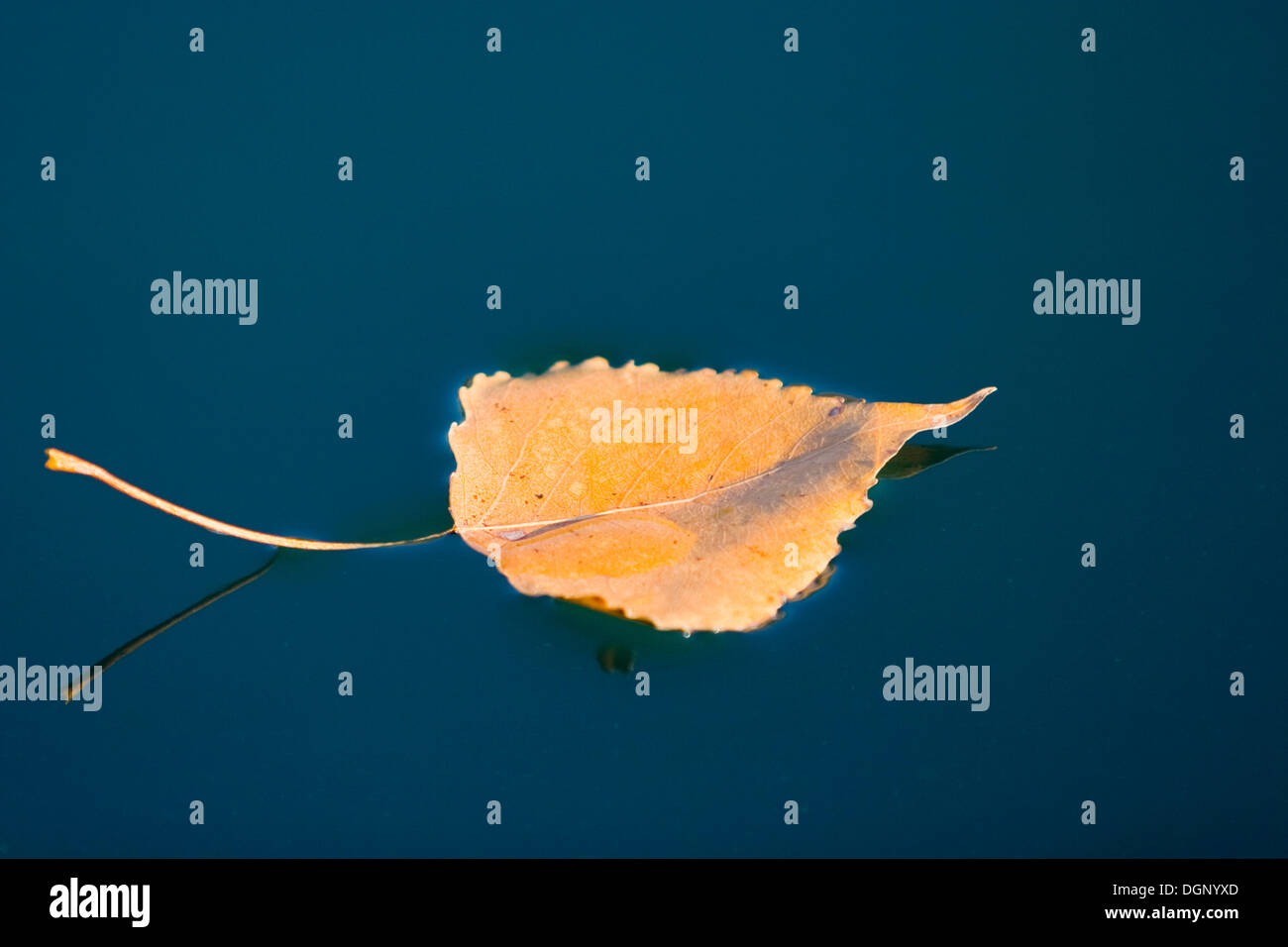 Leaf floating on a lake Stock Photo - Alamy