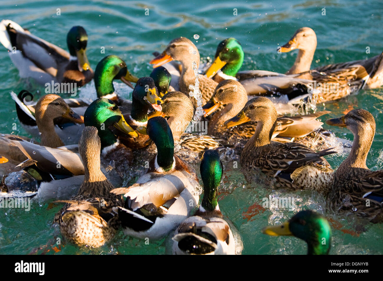 Group of Mallard Ducks (Anas platyrhynchos Stock Photo - Alamy