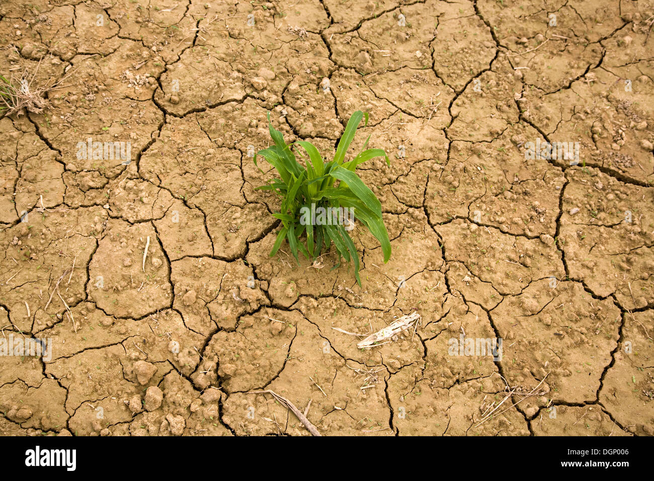 The farm angola hi-res stock photography and images - Alamy