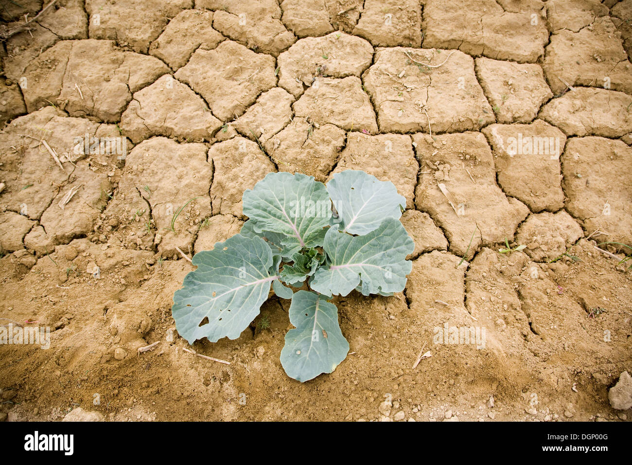 Vegetable plant at irrigation community farm at Acud village, Benguela ...