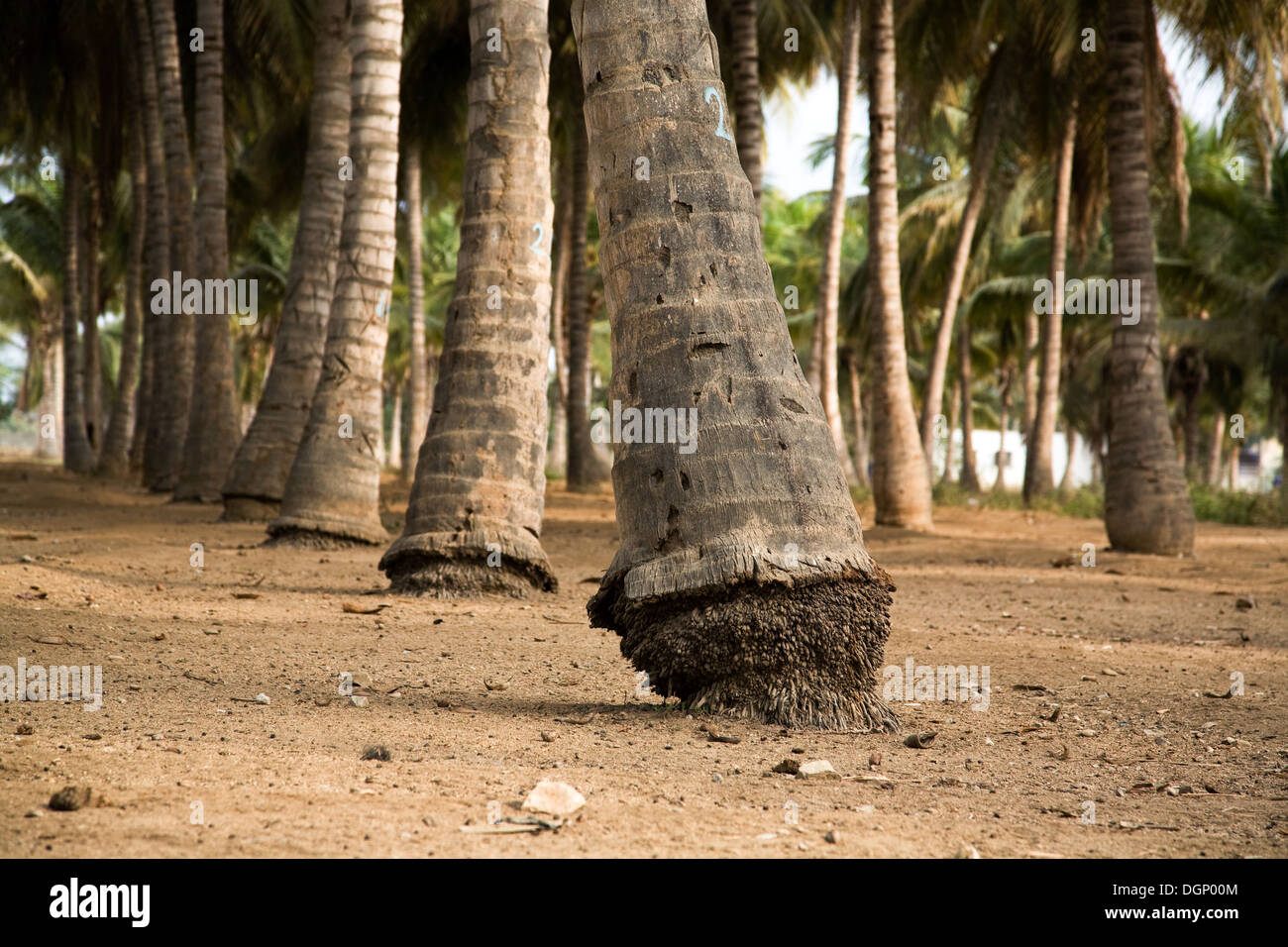 Coconut farm in Benguela province of Angola Stock Photo - Alamy