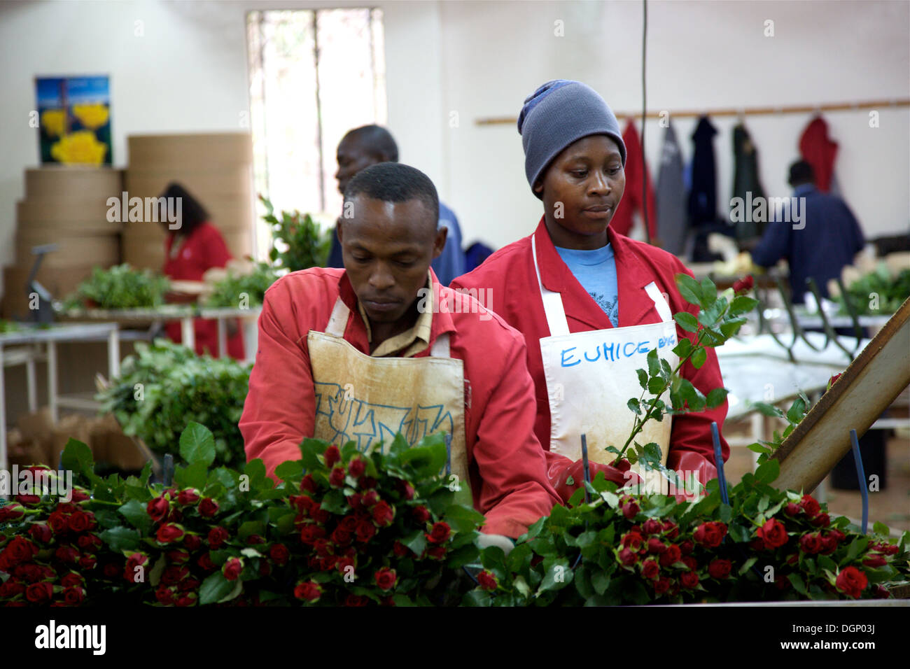 Workers a flower farm in Karen's surbubs in Nairobi horticulture sub ...