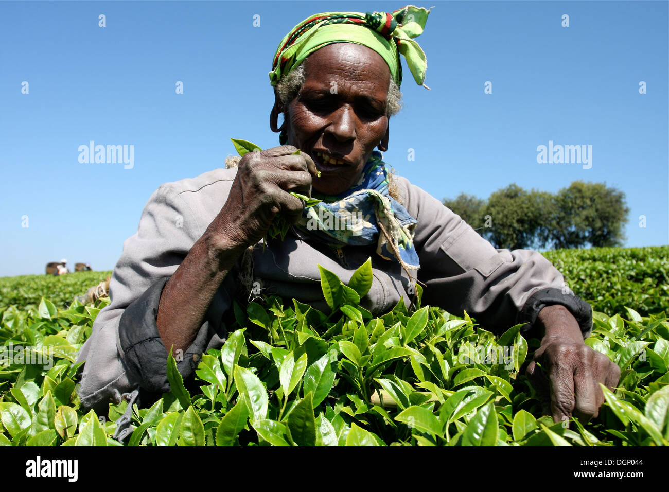 Tea plantation workers harvest tea in Rift Valley province Tea is ...