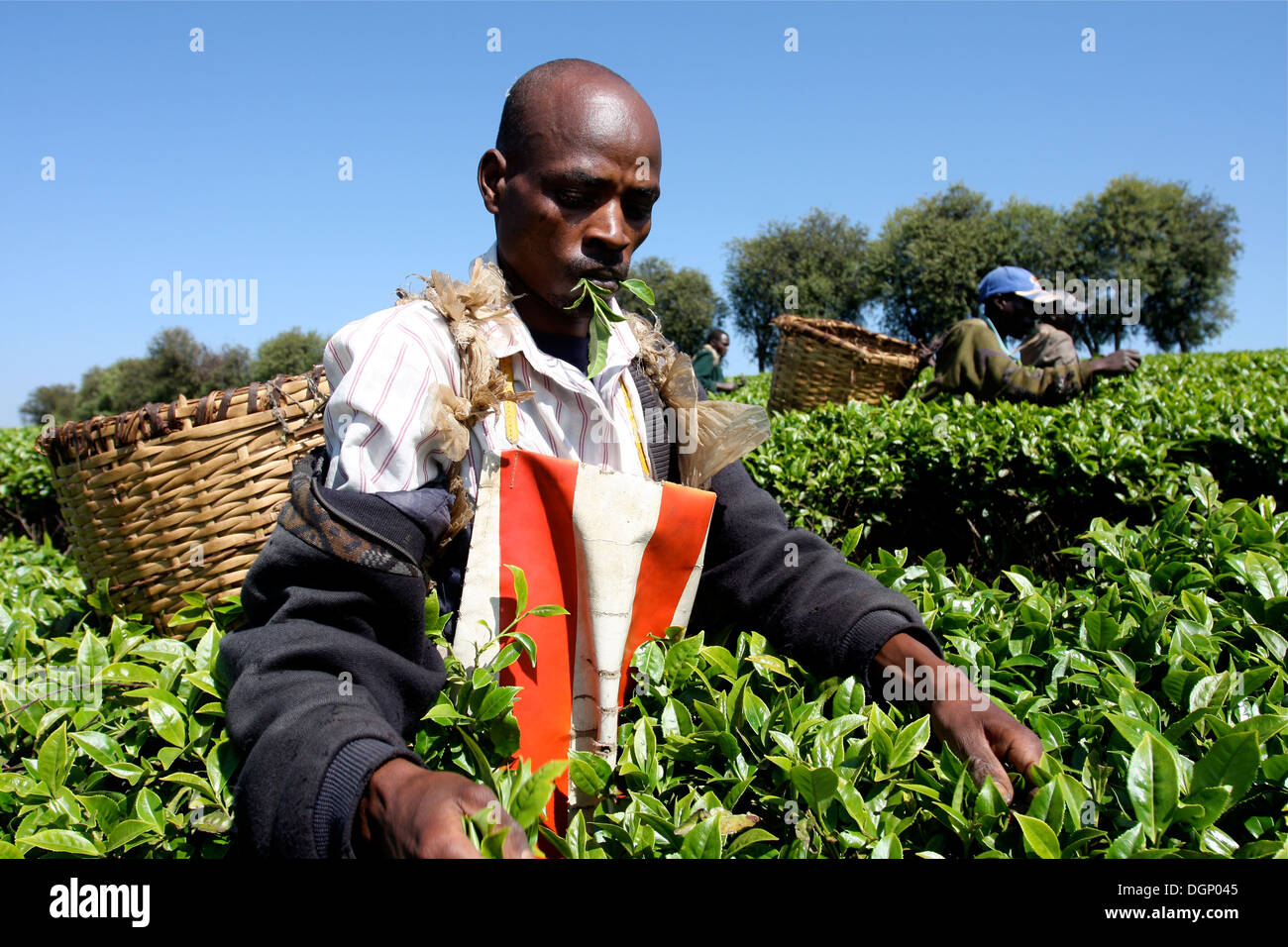 Tea plantation workers harvest tea in Rift Valley province Tea is ...