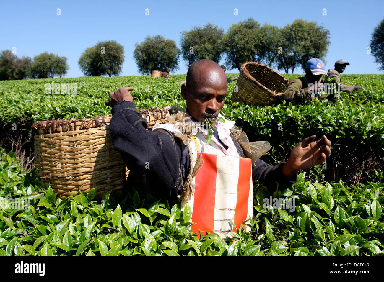 Tea plantation workers harvest tea in Rift Valley province Tea is ...
