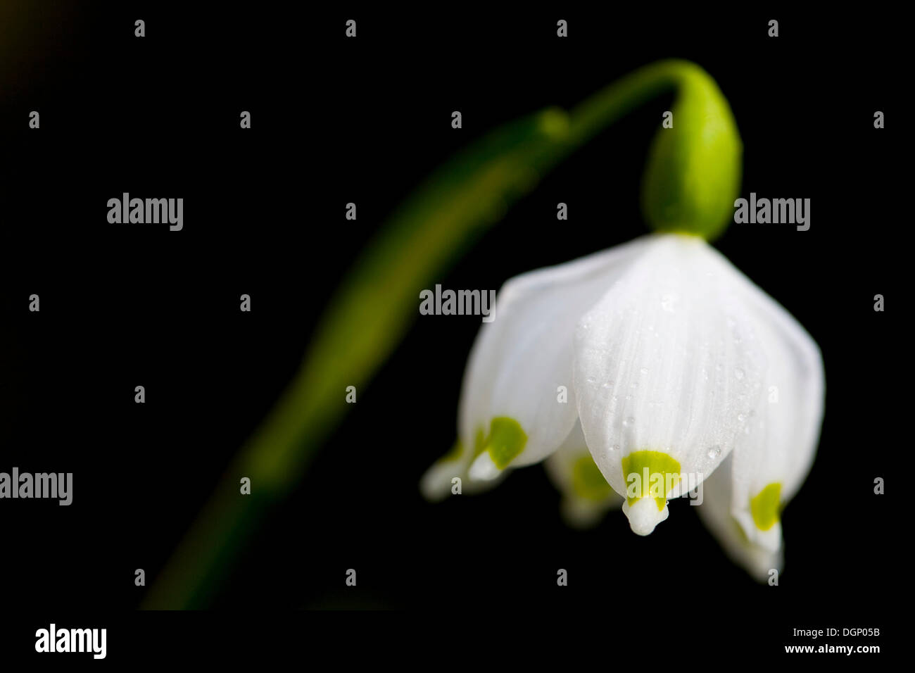 Types of snowdrop hi-res stock photography and images - Alamy