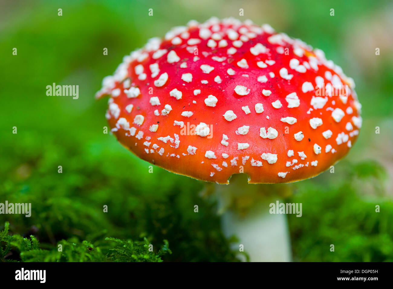Fly agaric, magic mushroom (Amanita muscaria Stock Photo - Alamy