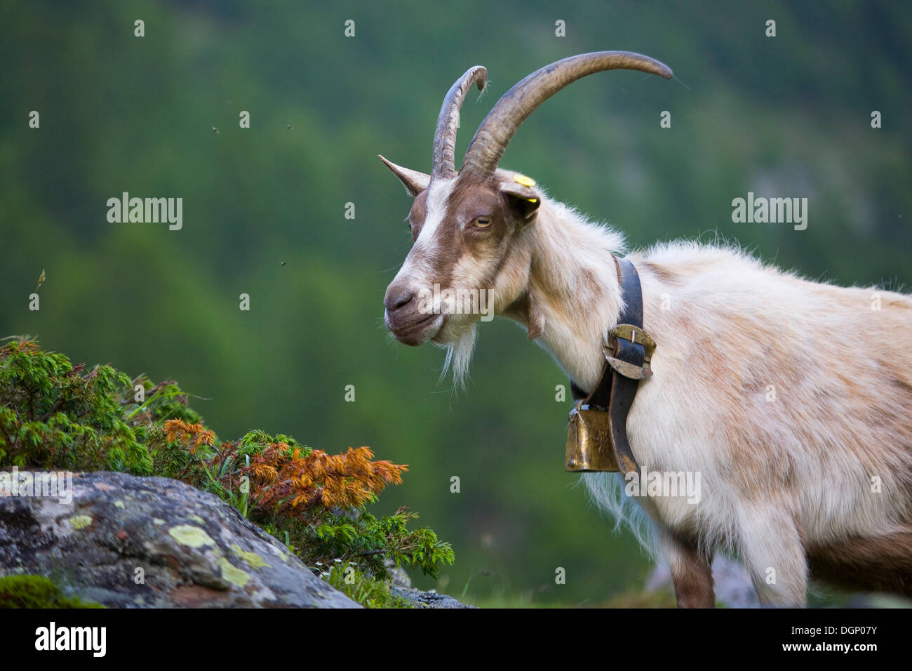 Goat (Capra), portrait Stock Photo - Alamy