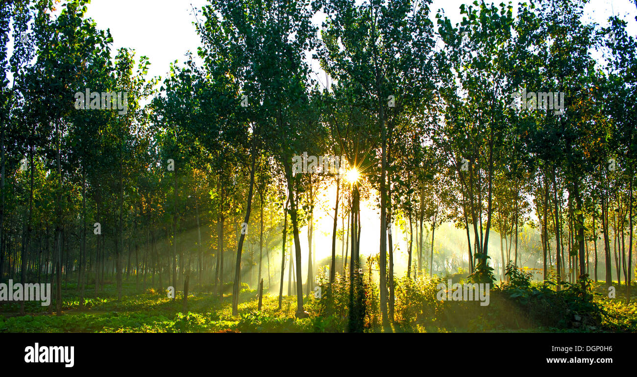 Irradiation hi-res stock photography and images - Alamy